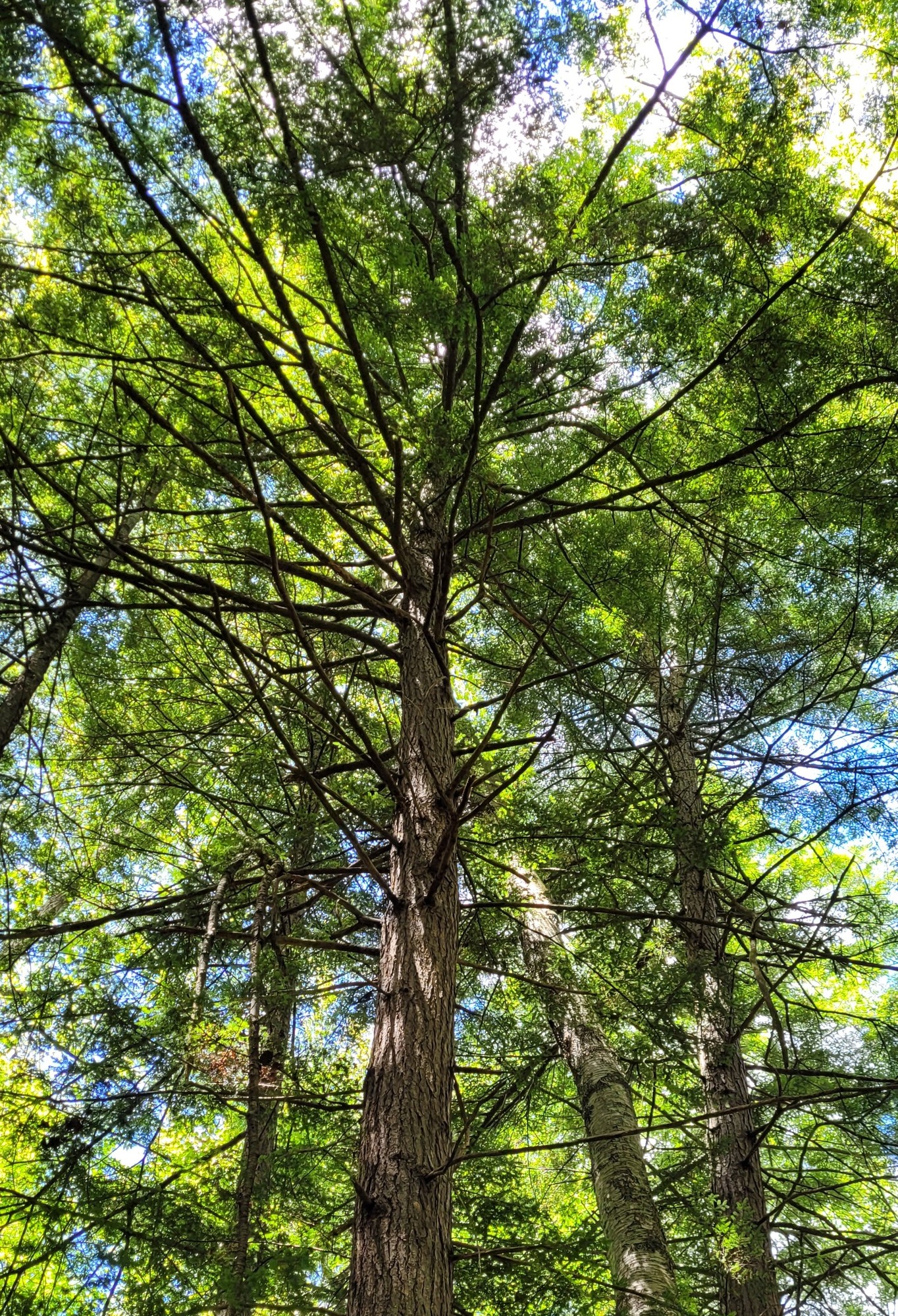 October's Forests, Plants, and Land Conservation News