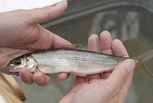 The Fishing Line - December 31st Issue