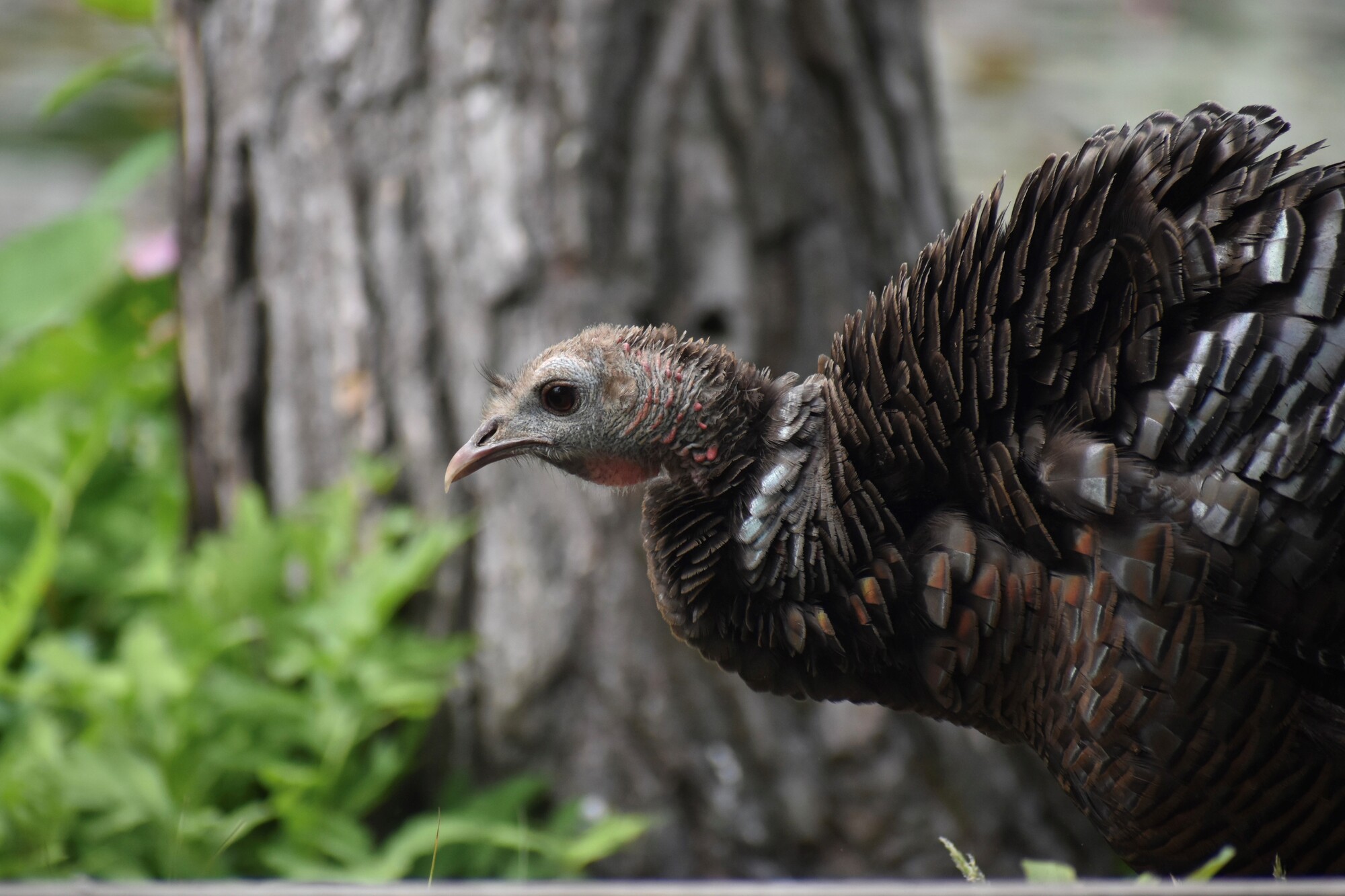 Words of a Feather – August 2023