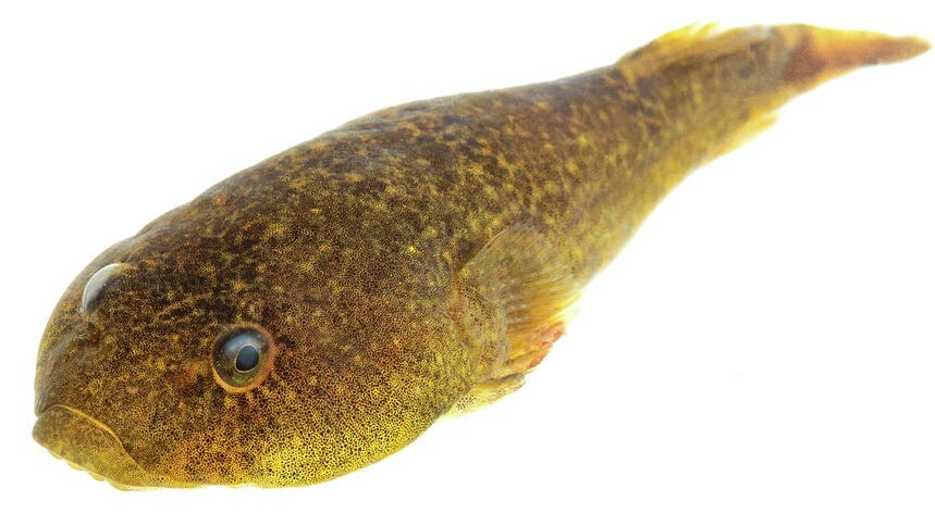 February 3 to February 9, 2024 - Hudson River National Estuarine ...