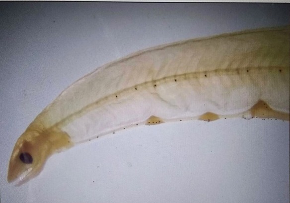 February 3 to February 9, 2024 - Hudson River National Estuarine ...