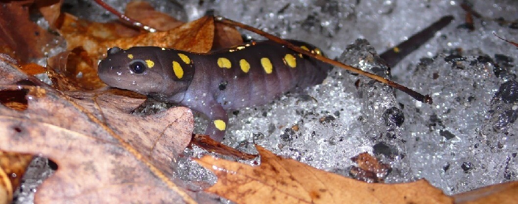 Amphibian Migrations - When is Migration?! and Training Reminder