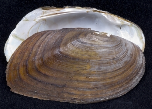 February 17 to February 23, 2024 - Hudson River National Estuarine ...