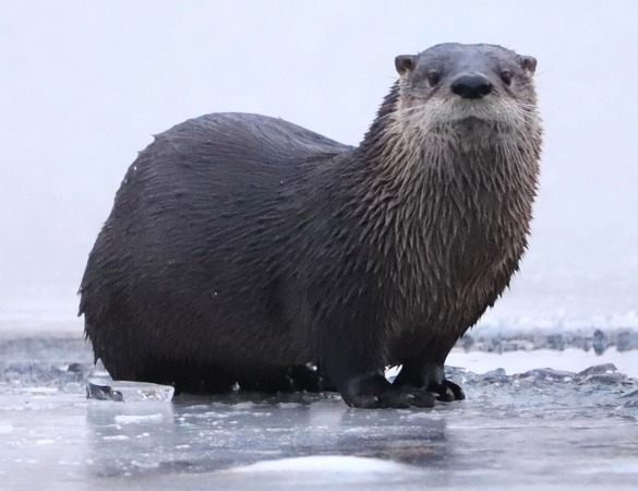 February 17 to February 23, 2024 - Hudson River National Estuarine ...