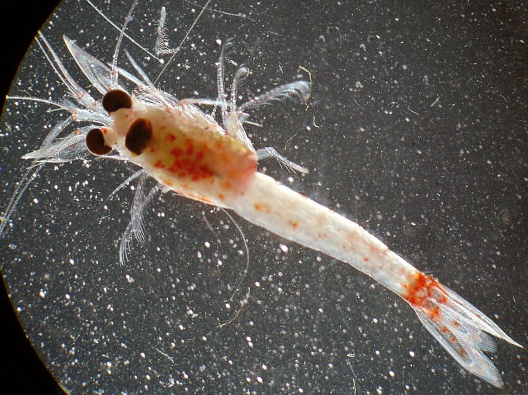 March 30 to April 12, 2024 - Hudson River National Estuarine Research ...