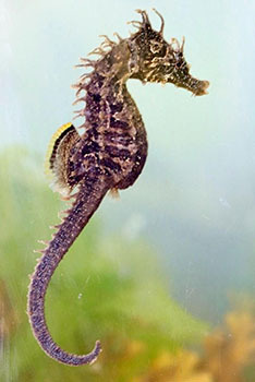 May 4 to May 10, 2024 - Hudson River National Estuarine Research Reserve