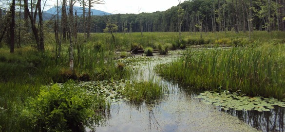 Women in Science Webinar Series; New Wetland Regulations; Urban ...