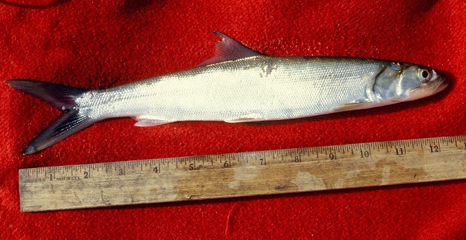 October 24 to October 31, 2024 - Hudson River National Estuarine ...