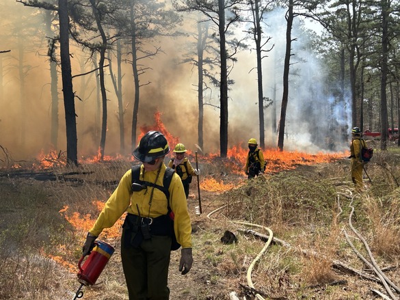 DEC Forest Rangers - Week in Review