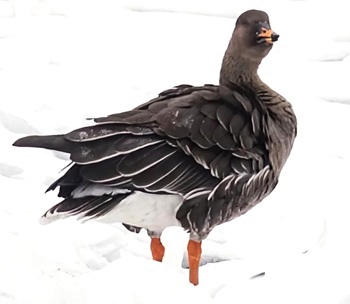 January 10 to January 16, 2026 - Hudson River National Estuarine ...