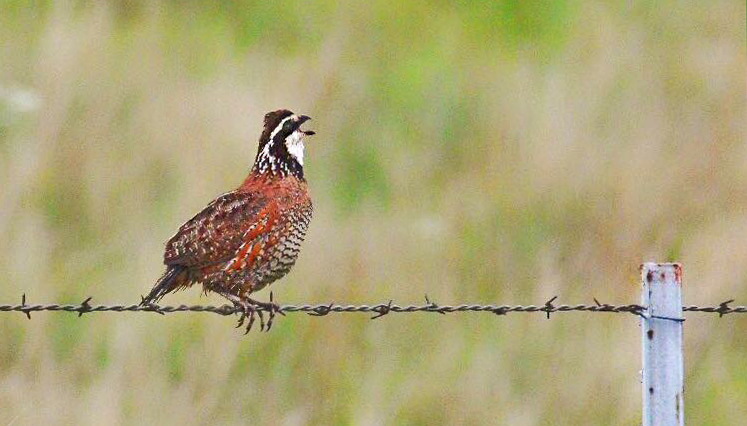 Quail Survey Index Up 45% Statewide in August, Still Below Historical ...