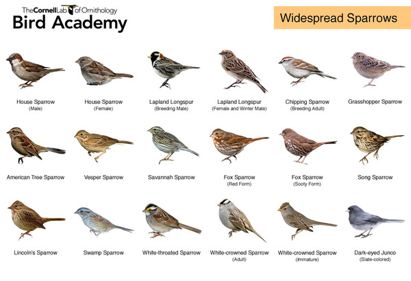 A Photo Safari on the Wichita Mountains Wildlife Refuge