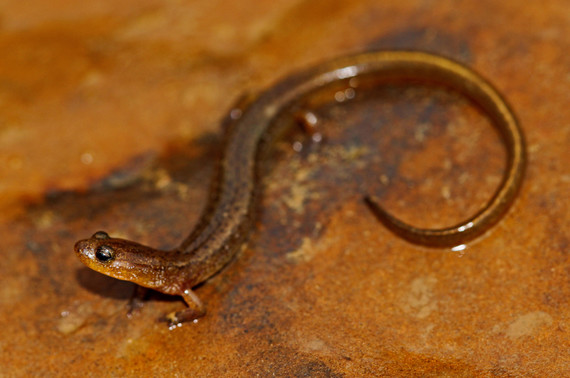 Your Wild Side Update