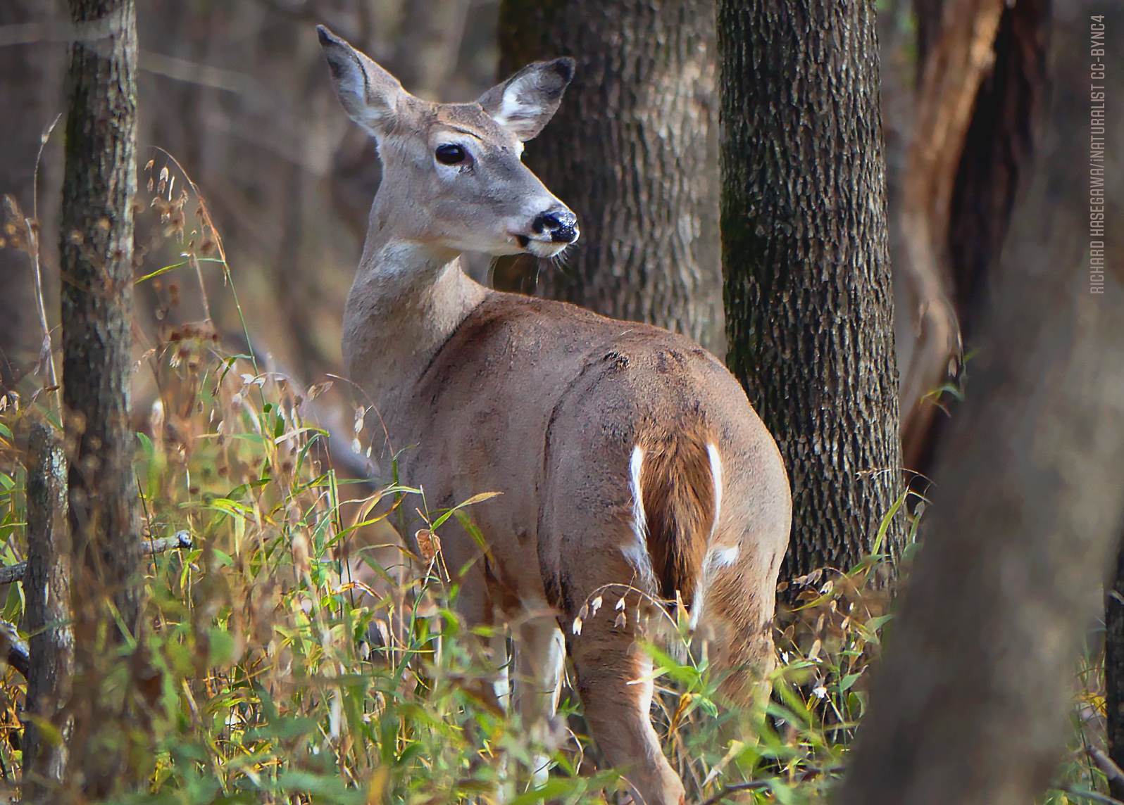 RUT REPORT: Most Deer in Rut Just Days Ahead of Gun Season