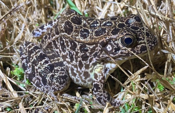 Southeast Region Field Season Update