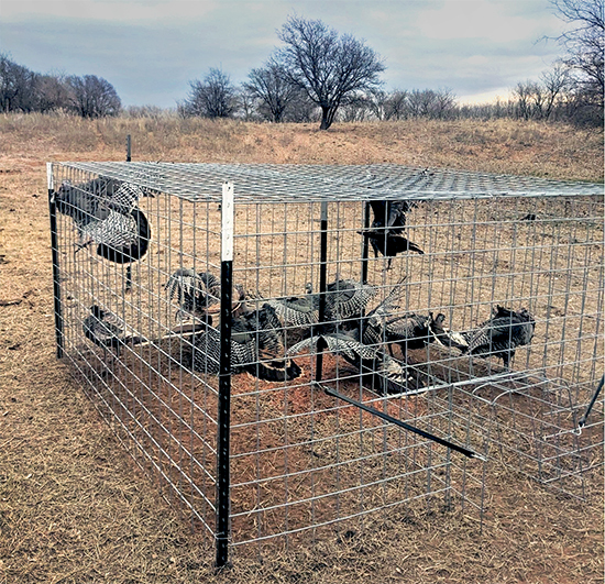 Upland Update: Research Teams Trap Over 40 Turkeys in March