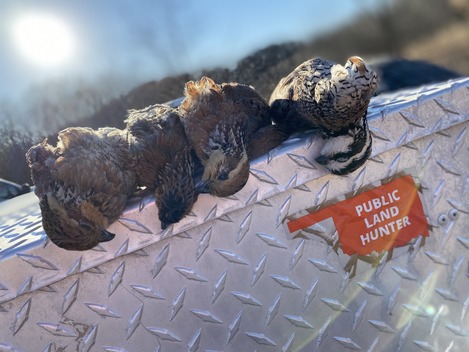Quail Season: A Season for Anyone