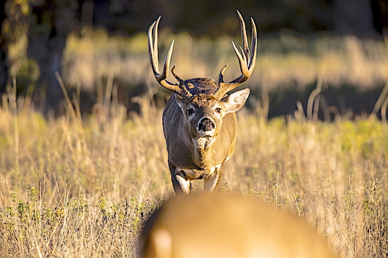 RUT REPORT '24: Deer Moving Ahead of Saturday's Gun Season Opener