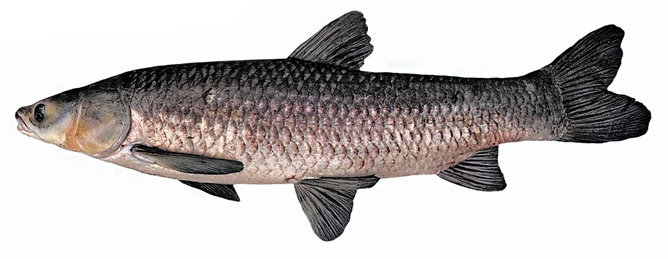 Catch Black Carp in Oklahoma, Collect $100 Bounty