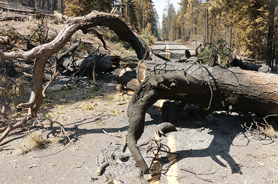 Oregon 242 Rehab Starts Monday