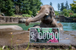 DMV to offer new Oregon Zoo license plate starting Nov. 3