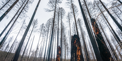 Your support helps enhance Oregon’s state forests