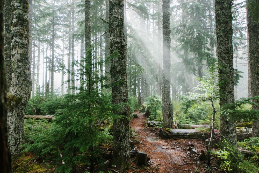 The Lookout - Summer 2025