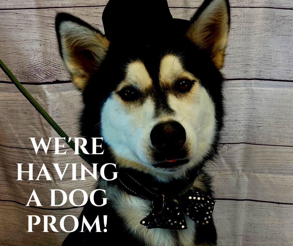 Your Dog Could be Prom Queen!