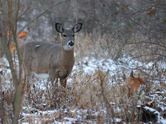Don’t Forget to Report on Your DMAP Permit!