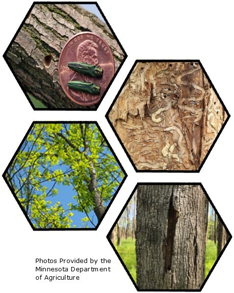 Ash Tree Inventory Events