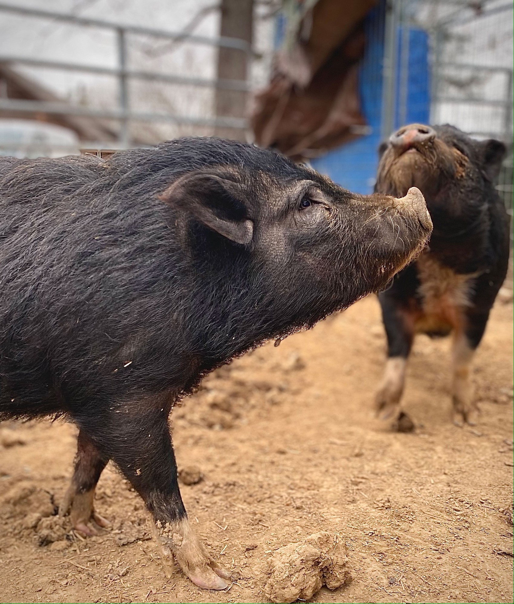 Meet adoptable pigs from Pigtopia
