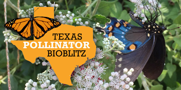 Texas Pollinator BioBlitz Kicks Off Friday!