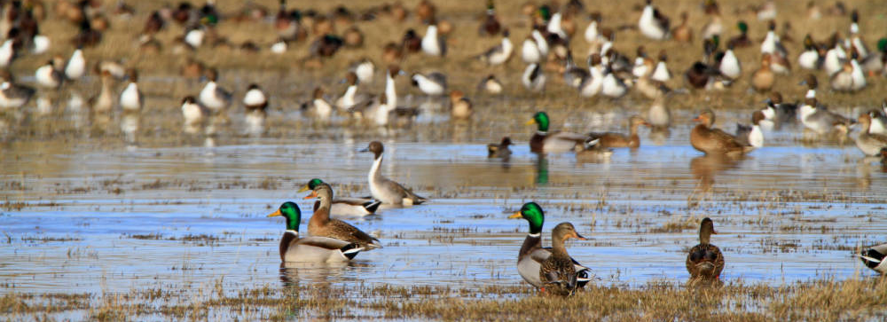Waterfowl Season Opens October 30
