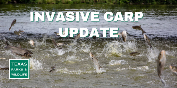Invasive carp found in waterbodies near you – what to do