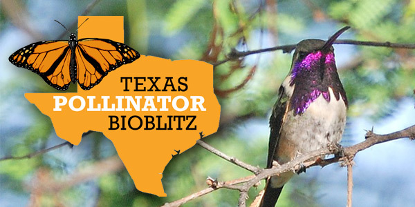 Texas Pollinator BioBlitz 2022: Save the Date!