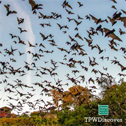 TPWDiscover