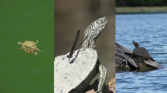 REMINDER TO REGISTER: Wildlife Conservation Webinar Series ...