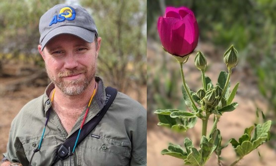 REMINDER: Wildlife Conservation Webinar Series - Texas Poppy Mallow ...