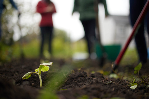 Green Team: Environmental Pride funding and free tree giveaways