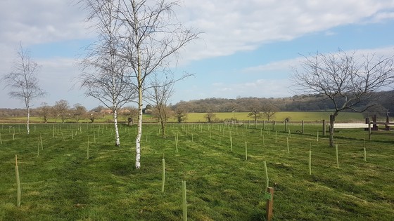 Tree Planting Network Group – Innsworth Parish Council