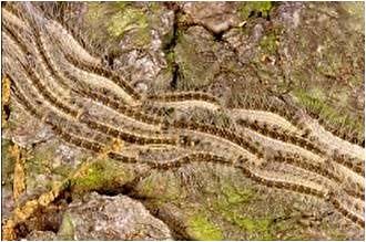 Oak Processionary Moth: spot it, avoid it, report it