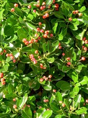 Environmental Enhancement bulletin #10