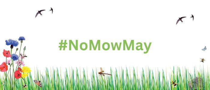 🐝 Save the bees, say no to the mow! 🐝
