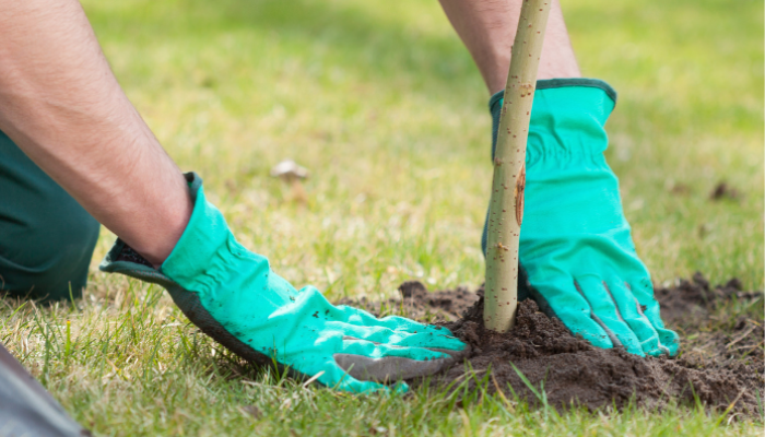 Calling all nature lovers, it's tree-planting season! 🌳🌟