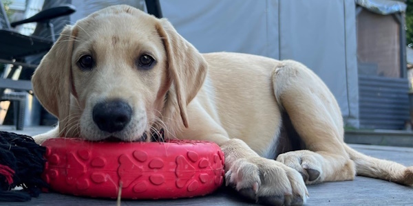 Dispatch - Tendring Edition - issue 103