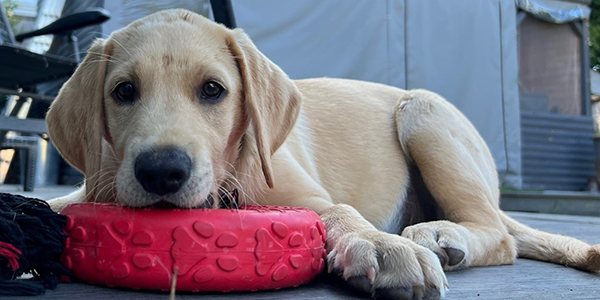 Essex Police Dispatch - issue 214