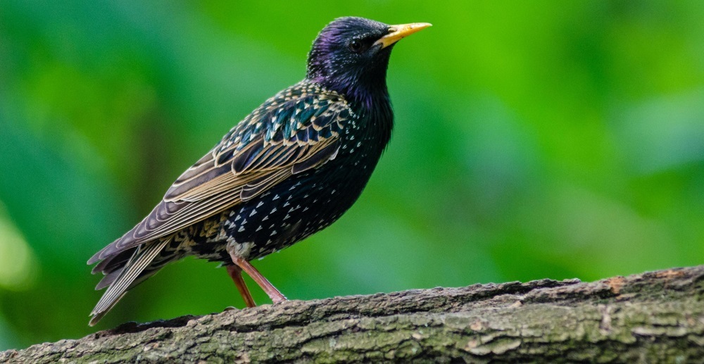 Climate action newsletter: January 2026