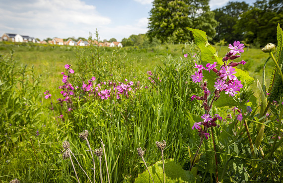 Our vision for growth at Arborfield Green and beyond