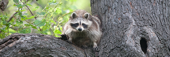 USDA Begins 2022 Oral Rabies Vaccine Efforts in Eastern United States