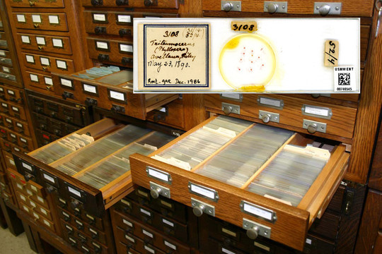 This Month in Plant Protection Today - The Smithsonian Institution's ...